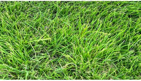 Dallas Sod Company | Sod Installation & Delivery